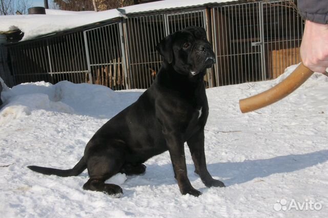 Отдам Кобеля Кане Корсо