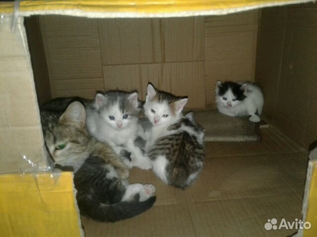 Котята ищут дом или передержку