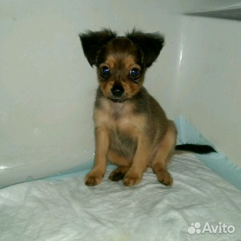 Длинношерстный той-терьер