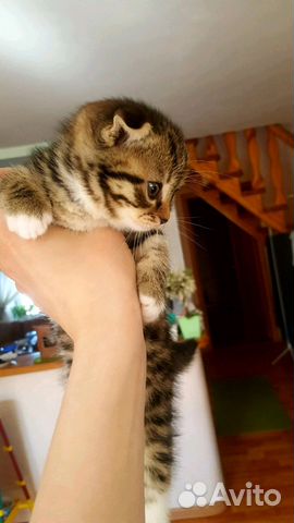 Шотландские котята смесь