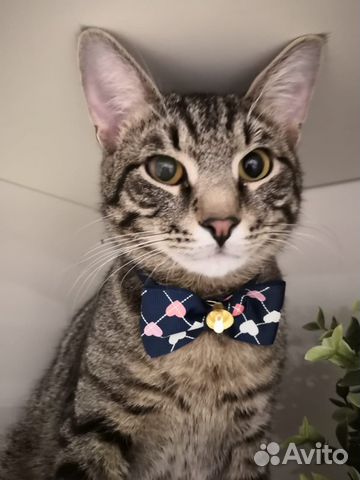 Котёнок 8 мес бесплатно