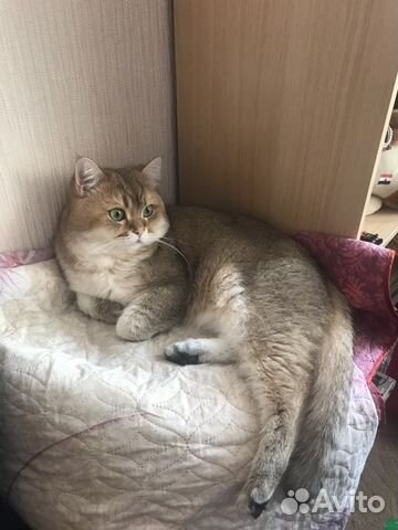 Британский кот Вязка