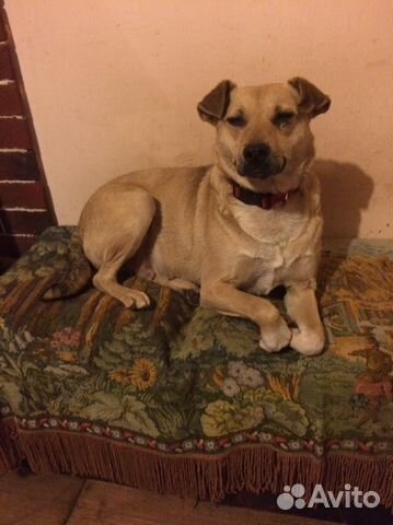 Добрейшее создание ищет дом