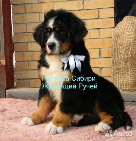 П-к."Палитра Сибири" Предлагает щенка