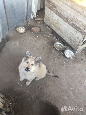 Овчарка лайка