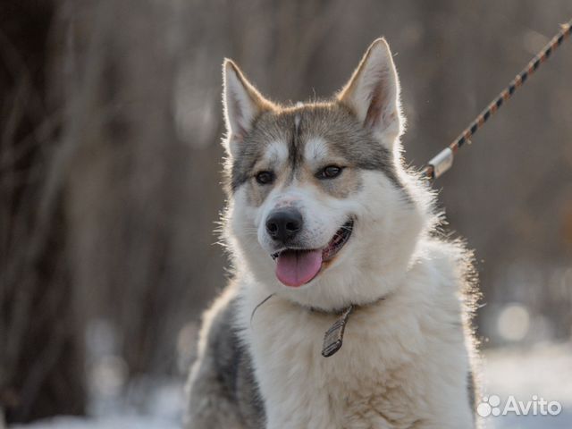 Ральф, 1 год в добрые и ответственные руки