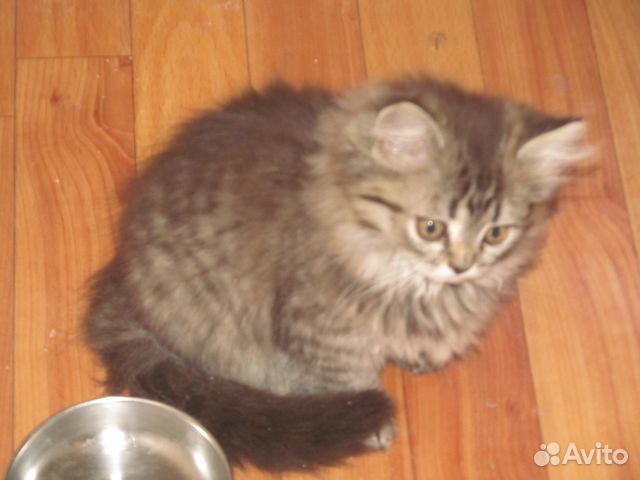 Серая красавица