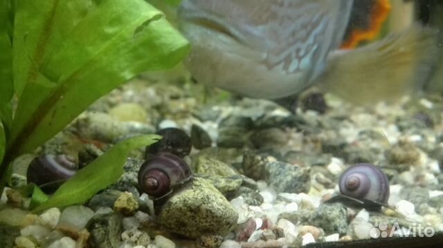 Улитки ампулярии черничные