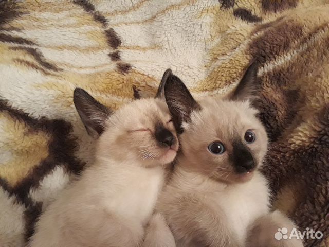 Чистокровные тайские котята