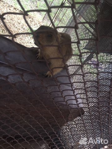 Сурок байбак