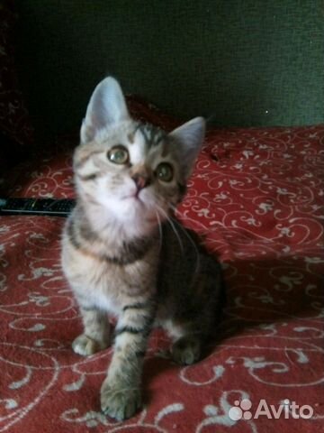 В добрые руки,маленькая кошечка