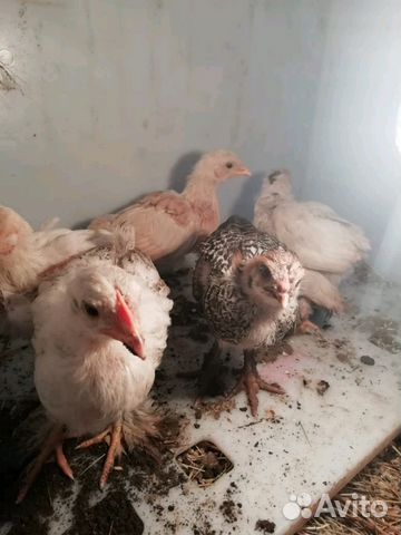 Цыплята домашних кур несушек