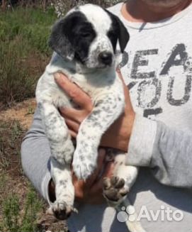 Отдам в добрые руки помесь долматинца. Это мальчик