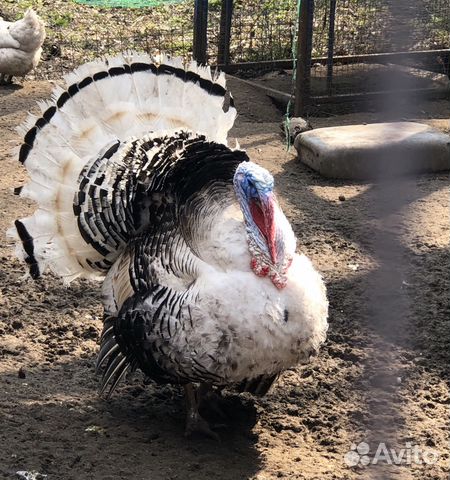 Яйца индюшиные