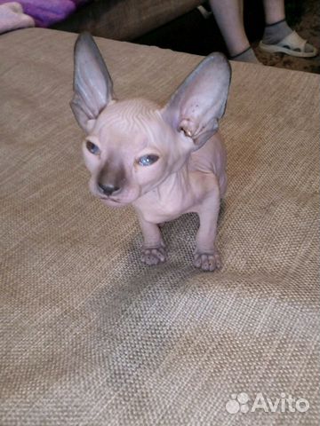 Канадский сфинкс