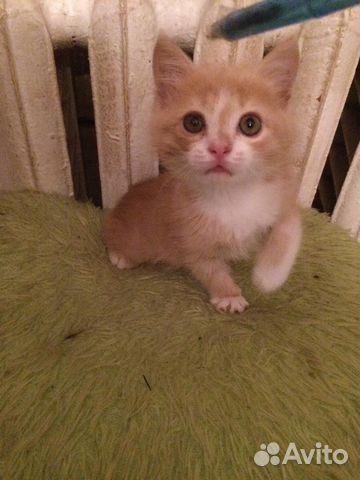 Отдам даром рыжего котенка