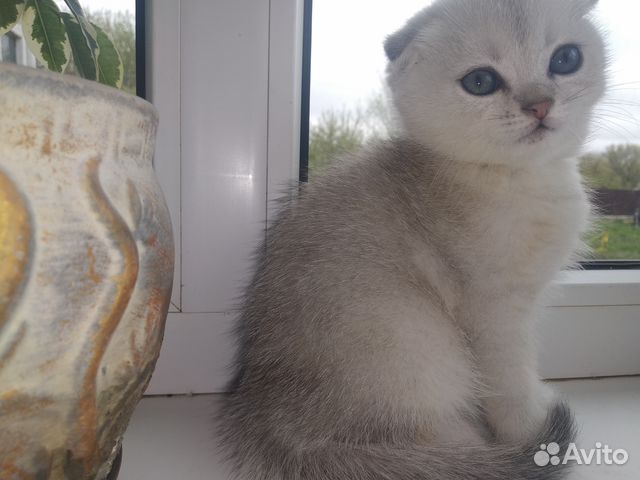 Шиншилла серебристая тикированная