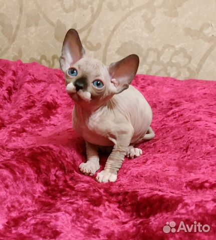 Шикарный голубоглазый парень