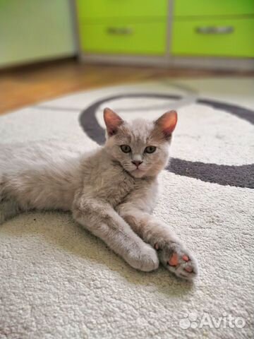 Отдам британского котенка