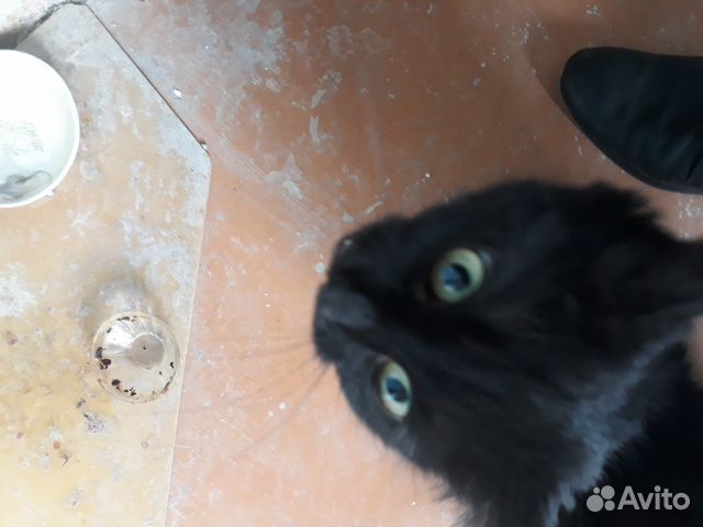 Кошка Юлька