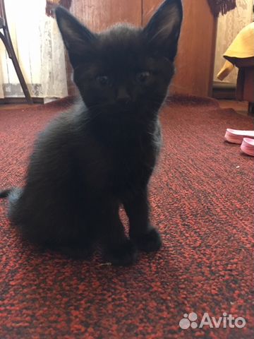 Котенок 1,5 мес