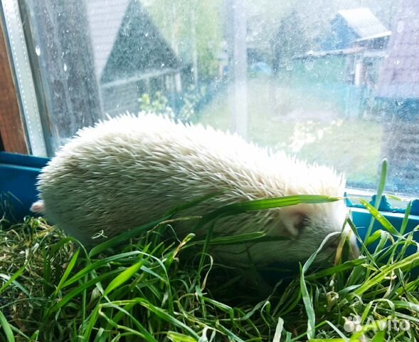 Африканский карликовый ёж