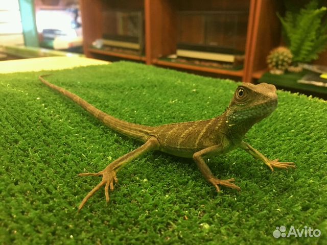 Агама водяная