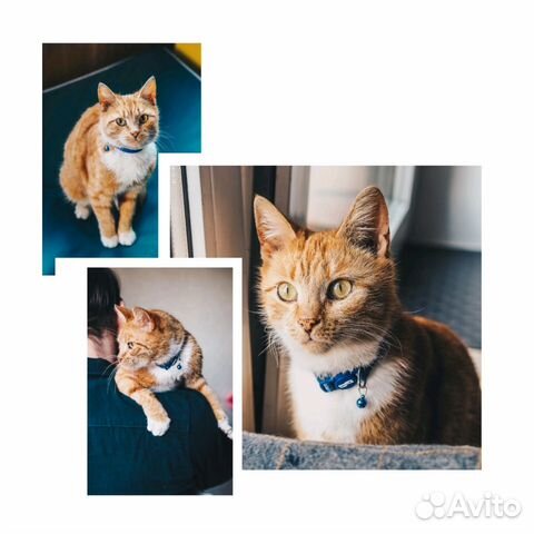 Солнечная кошка Гуся ищет Дом