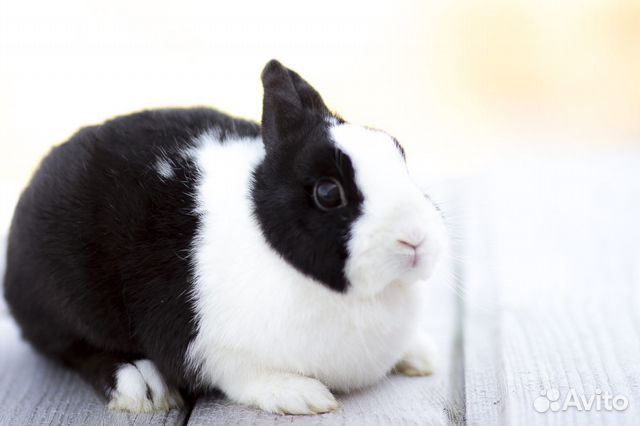 Голландский карликовый кролик