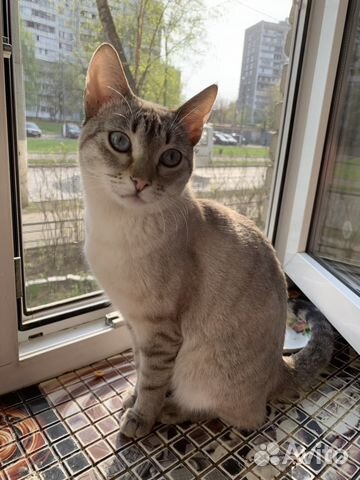 Тайская Кошечка