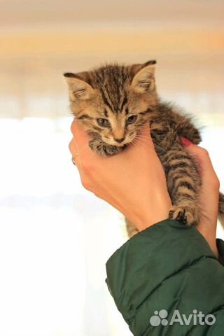 Котенок Марс