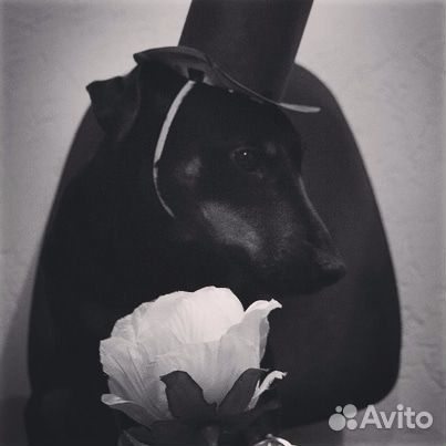 Продаю щенка ягдтерьера