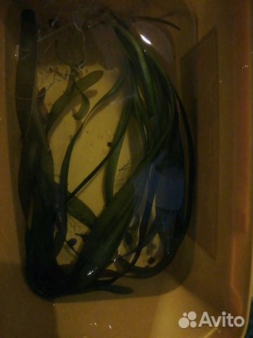 Валиснерия гигантская