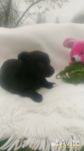 Крошечные щеночки из приюта ищут дом