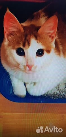 Рыжий котик - счастье в дом