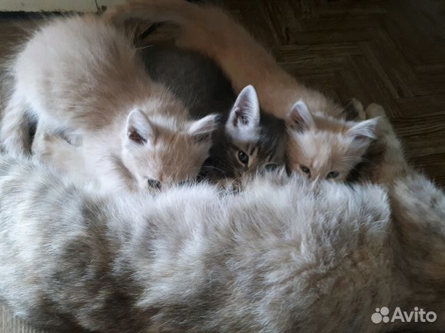 Отдам котят в хорошие руки (возможна доставка)