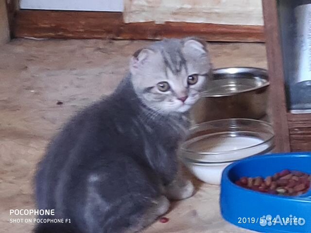 Очаровательный котик