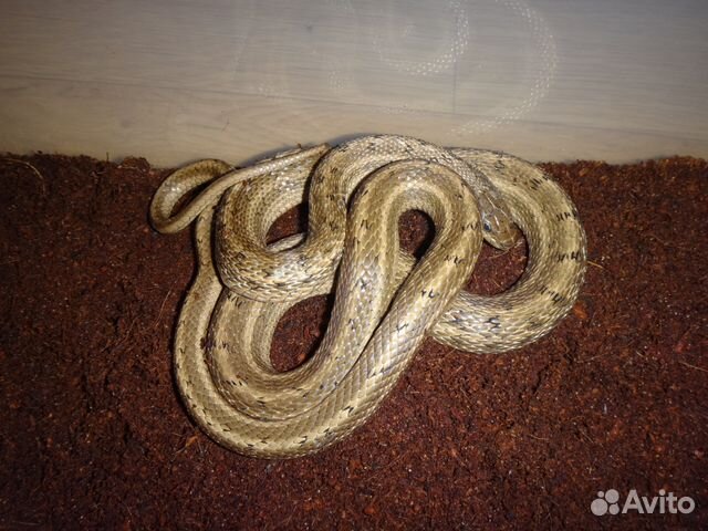 Узорчатые полозы, водяные ужи