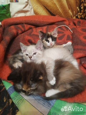 Котята в добрые руки