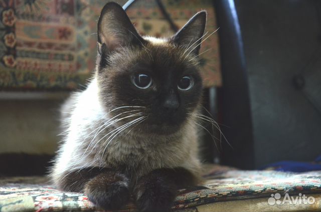 Девочка-сиамка в добрые руки