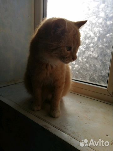 Отдам в хорошие руки ласковую мурчалка, 6 мес, к л
