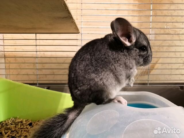 Шиншилла девочка 2,5 мес
