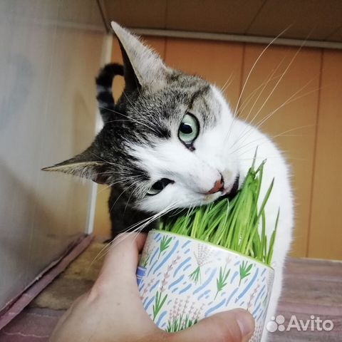 Ласковая кошка Дженнифер в добрые руки