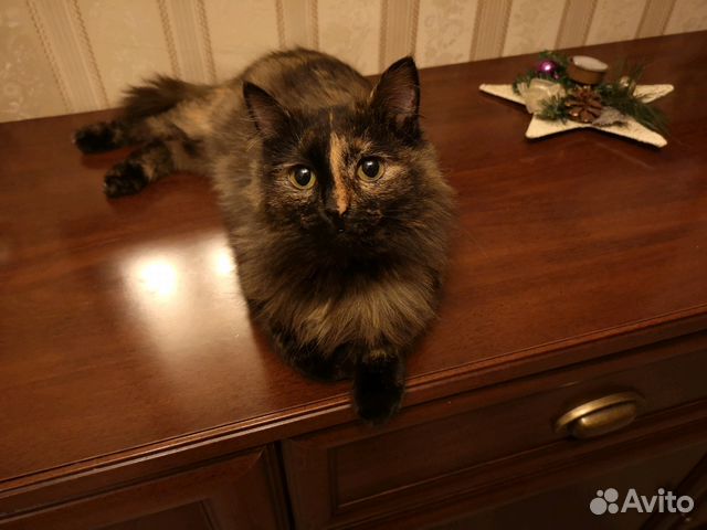 Кошка черепаховая