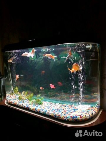 Аквариум с рыбками