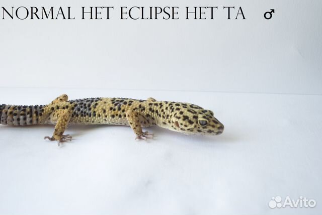 Эублефары и Гемитекониксы