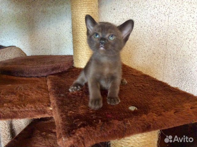 Бурманские котята