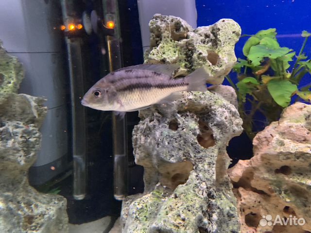 Самка боадзулу Цихлида