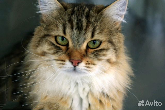 Сибирская роскошная кошка