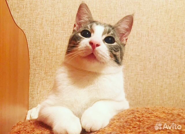 Котенок подросток - клад любви и нежности